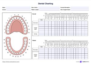 Dental Charting Templates - Printable Chart Templates